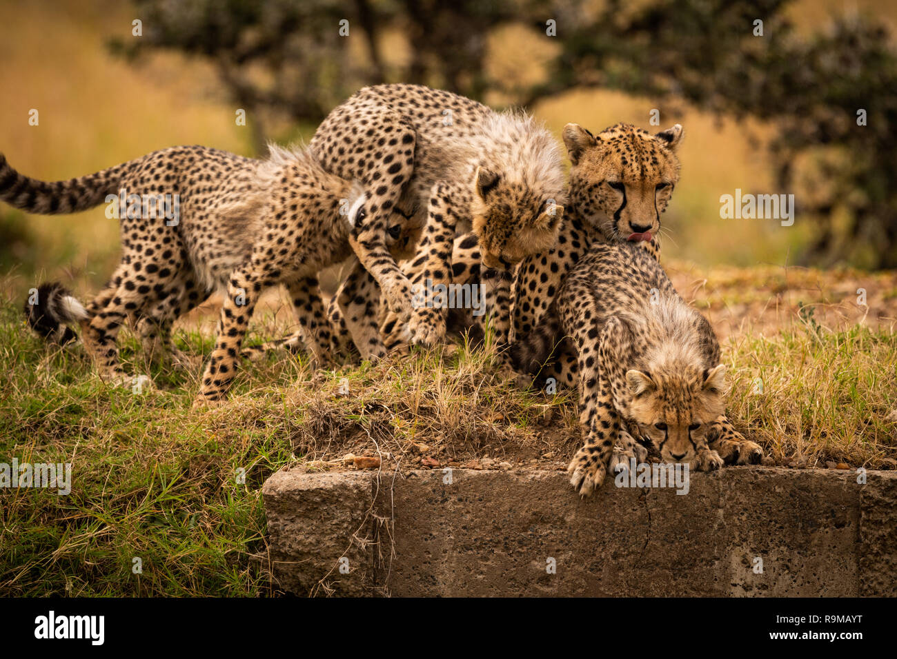 Three cheetah cubs play fighting by mother Stock Photo - Alamy