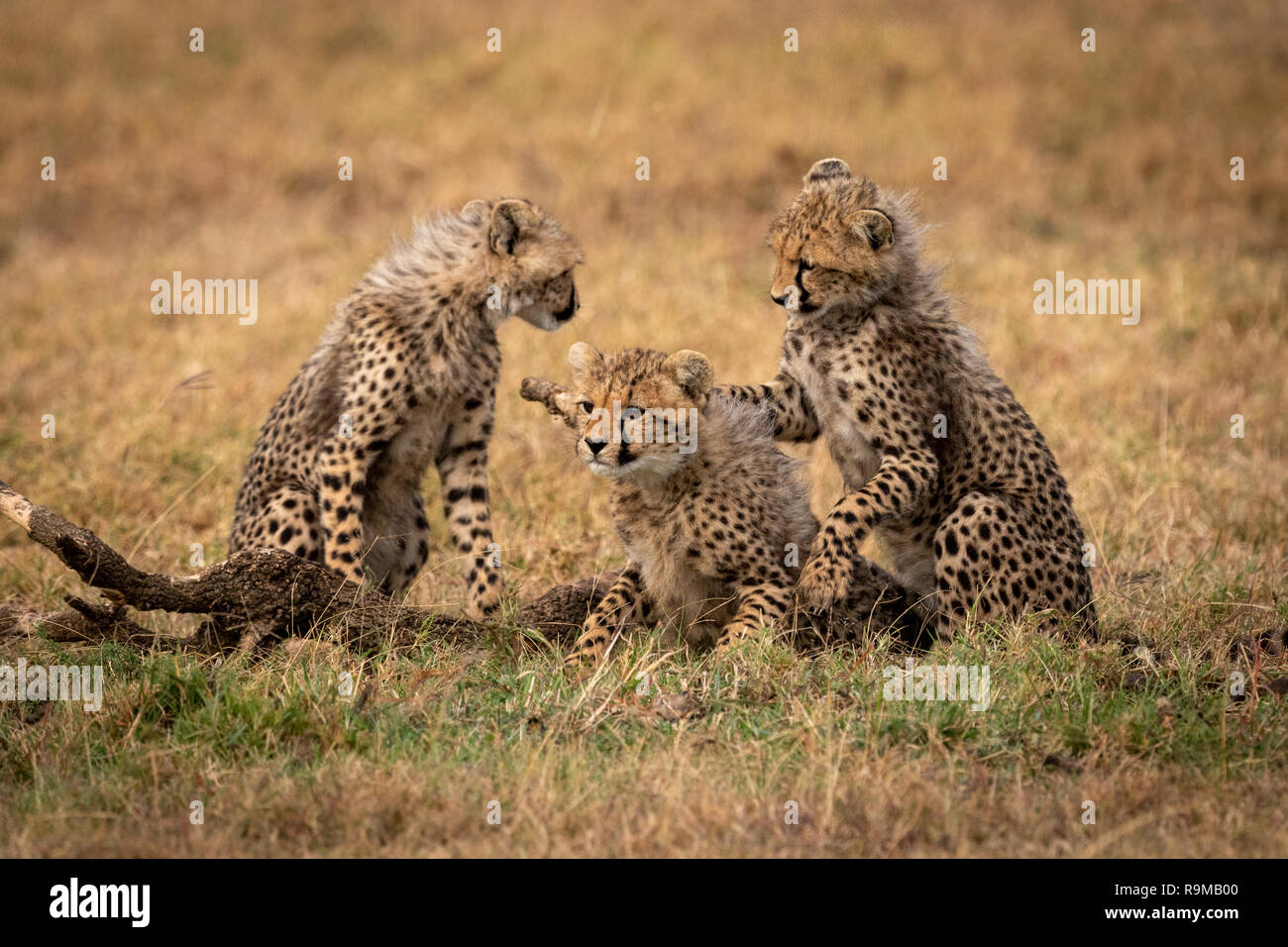 Three cheetah cubs play fighting in grass Stock Photo - Alamy