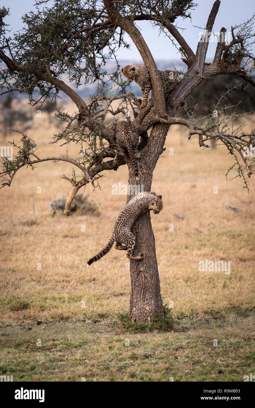 Three cheetah cubs play in thorn tree Stock Photo - Alamy