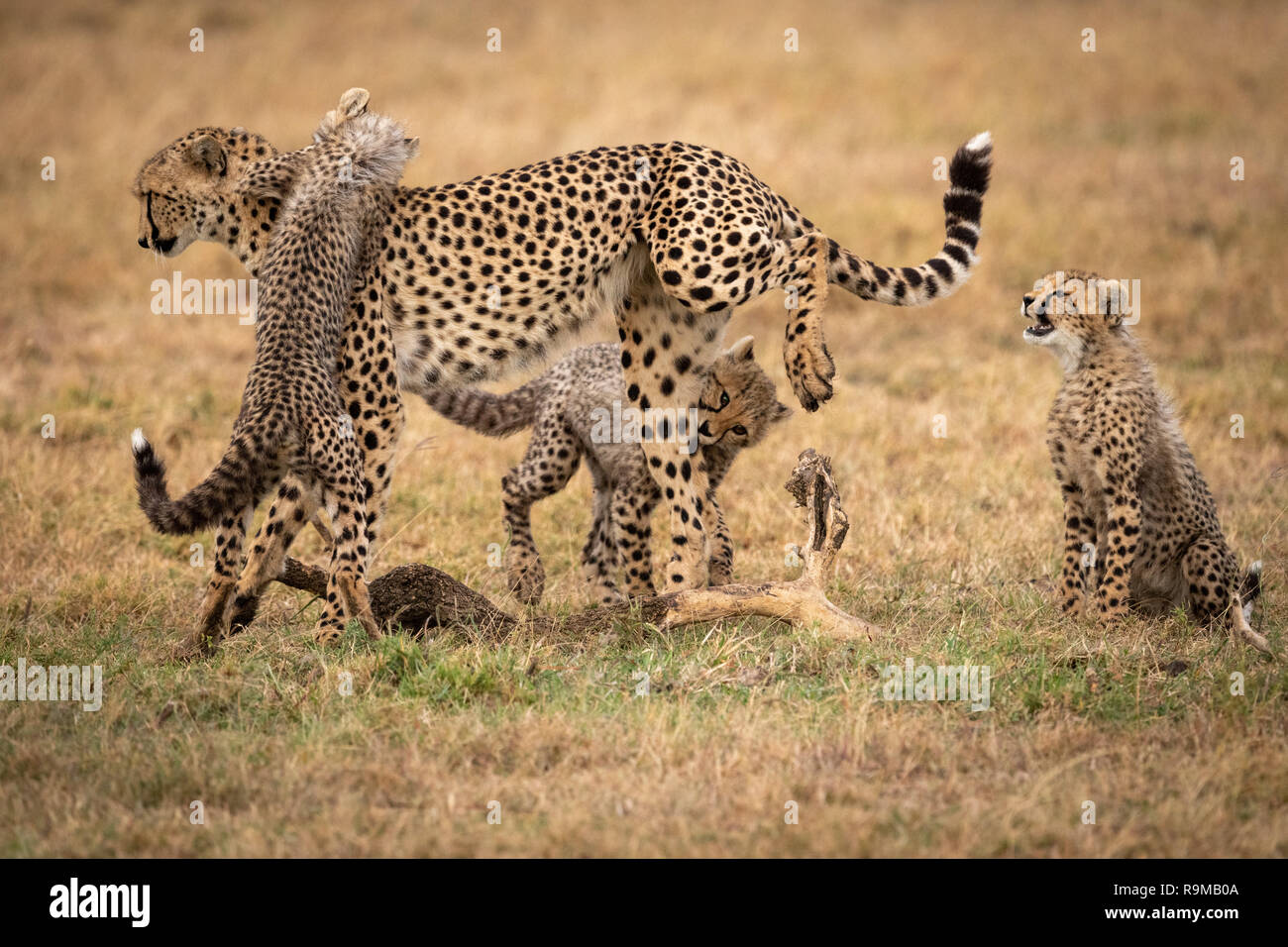 Three cheetah cubs play fighting with mother Stock Photo - Alamy