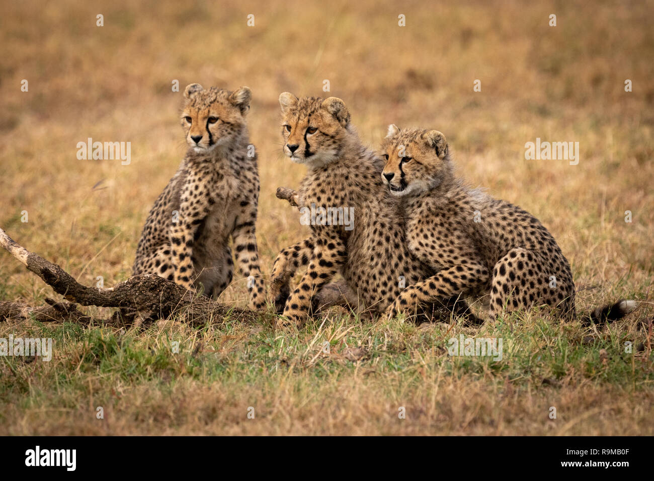 Three cheetah cubs sit looking left together Stock Photo - Alamy