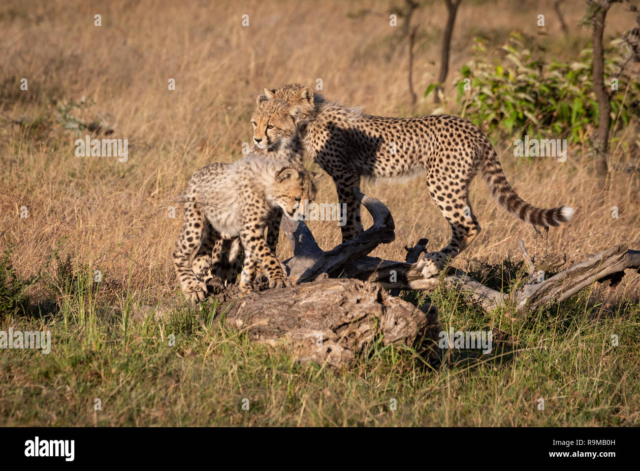Three cheetah cubs standing on dead log Stock Photo - Alamy