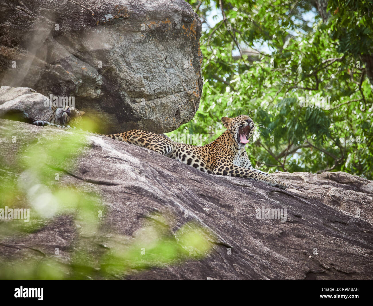 Leopardit, Yala, Sri Lanka Stock Photo - Alamy