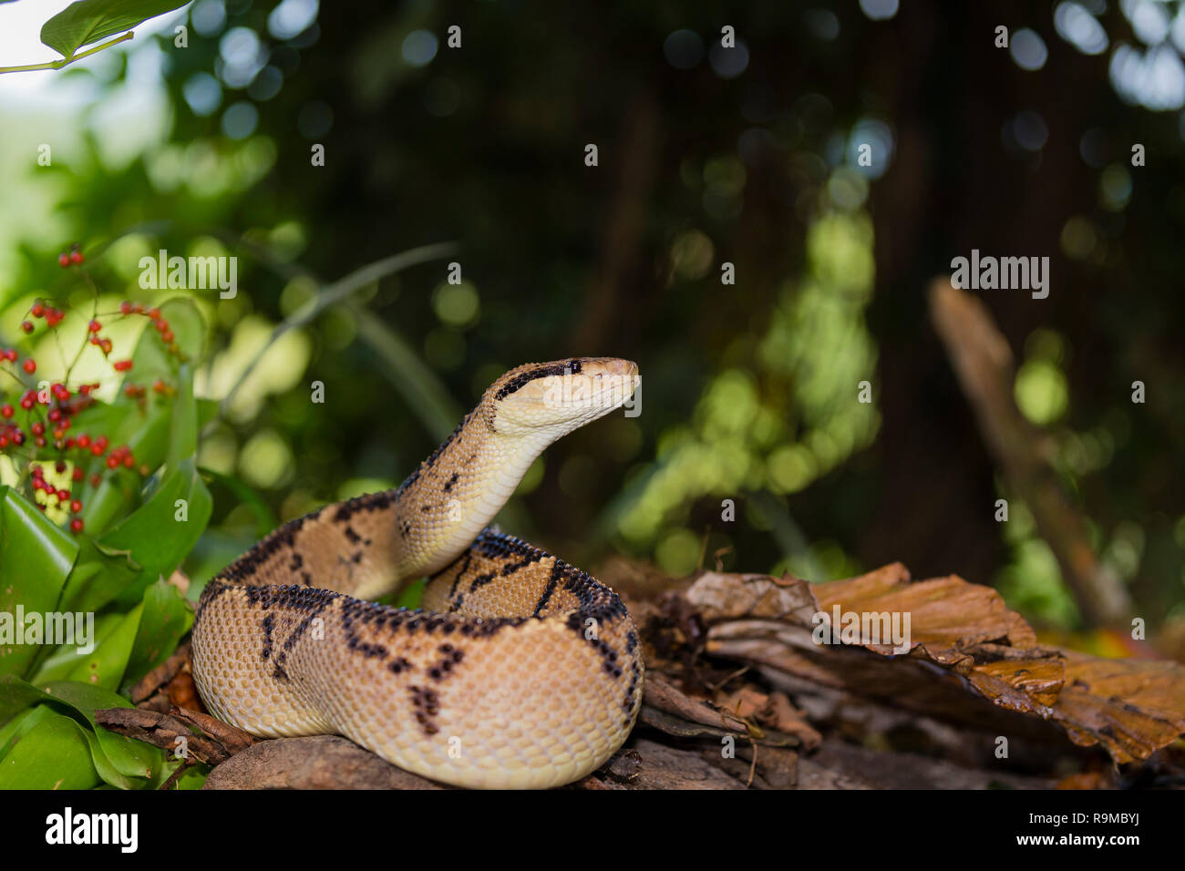 Bushmaster in costa rica hi-res stock photography and images - Alamy