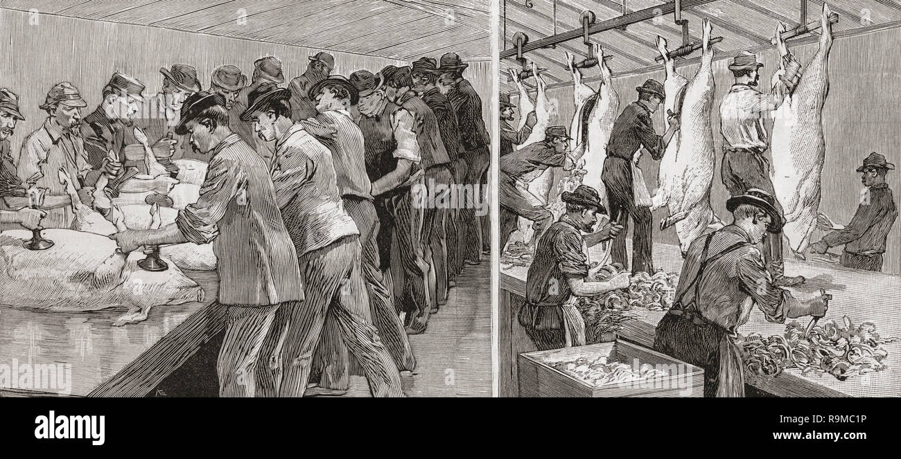 Two scenes from a slaughterhouse in Chicago, United States of America ...