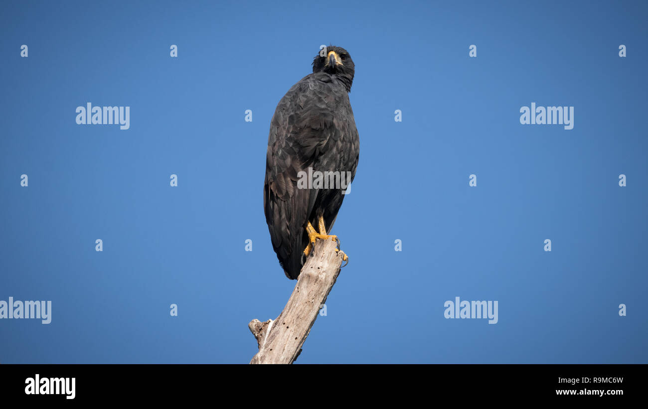Great black hawk hi-res stock photography and images - Alamy
