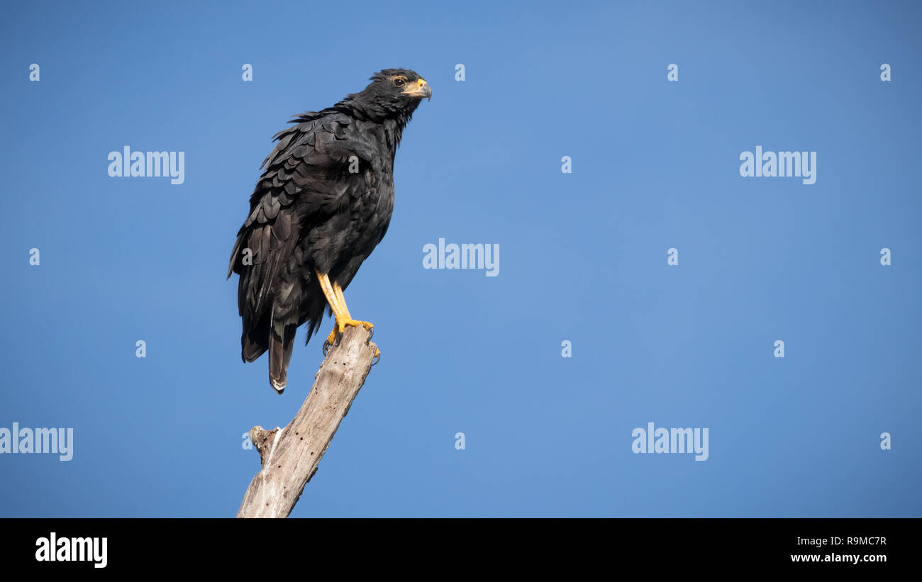 Great black hawk hi-res stock photography and images - Alamy