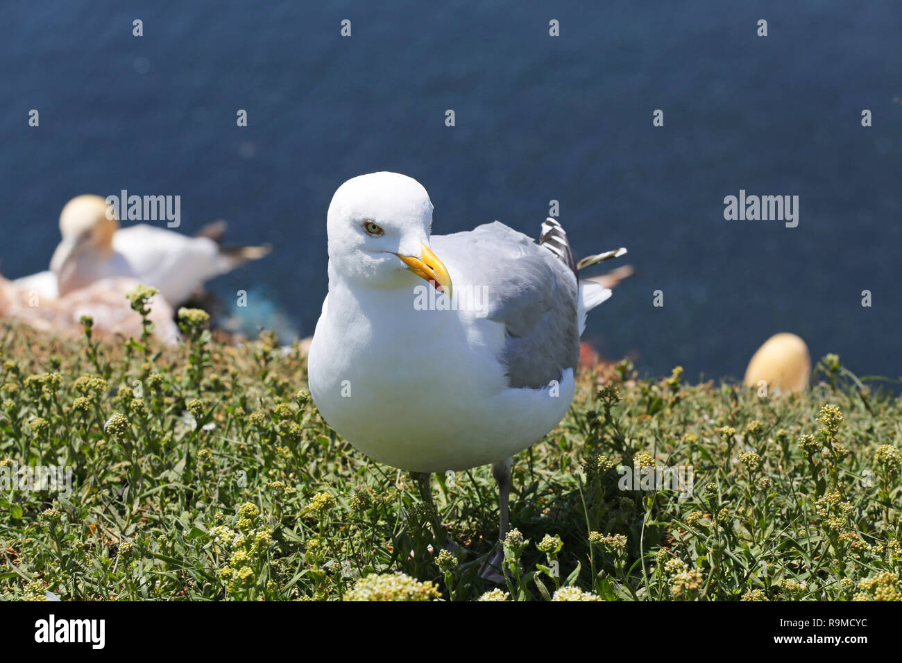 Helgoland germany birds hi-res stock photography and images - Alamy