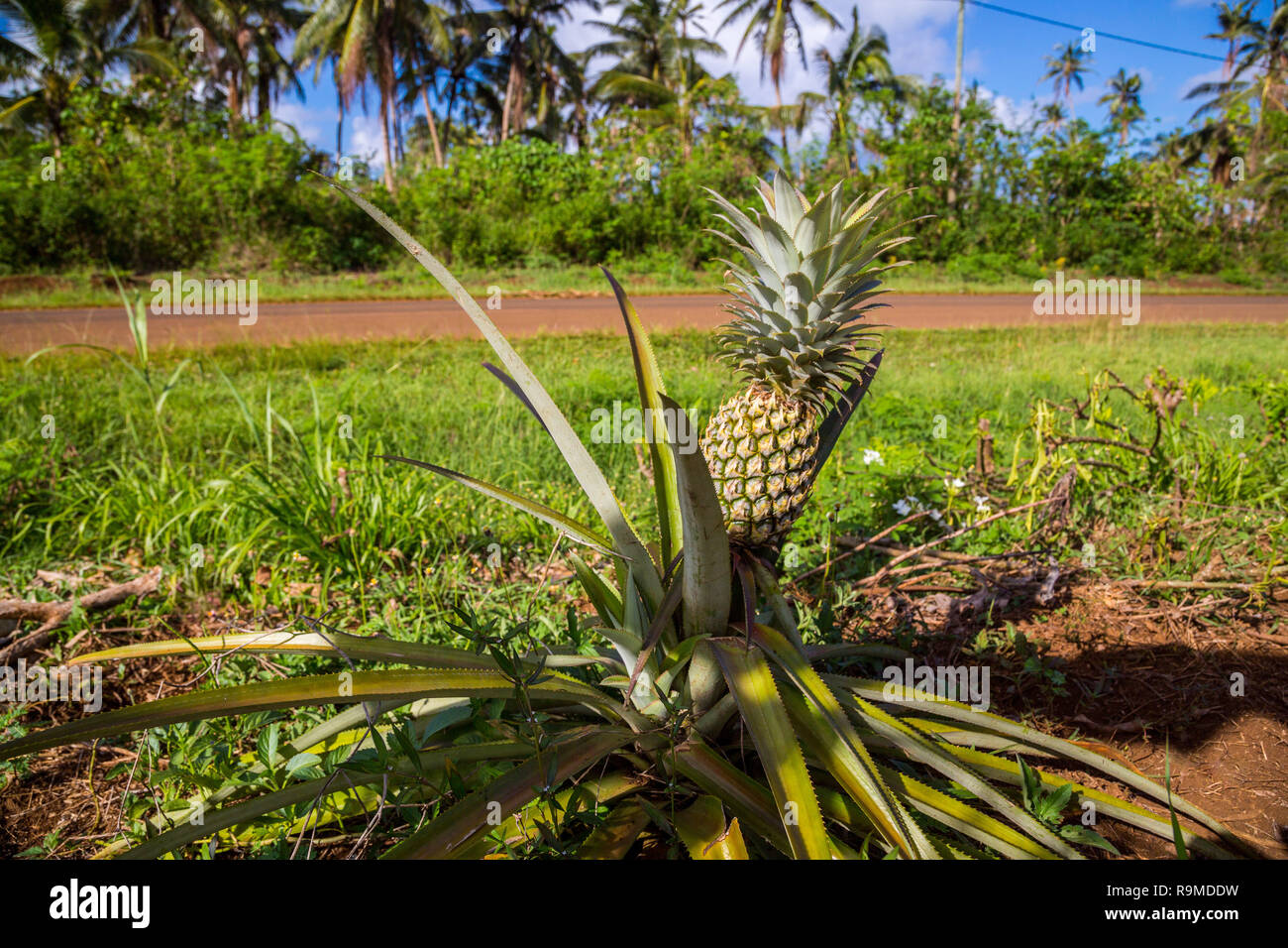 Pineapple palm tree hi-res stock photography and images - Alamy