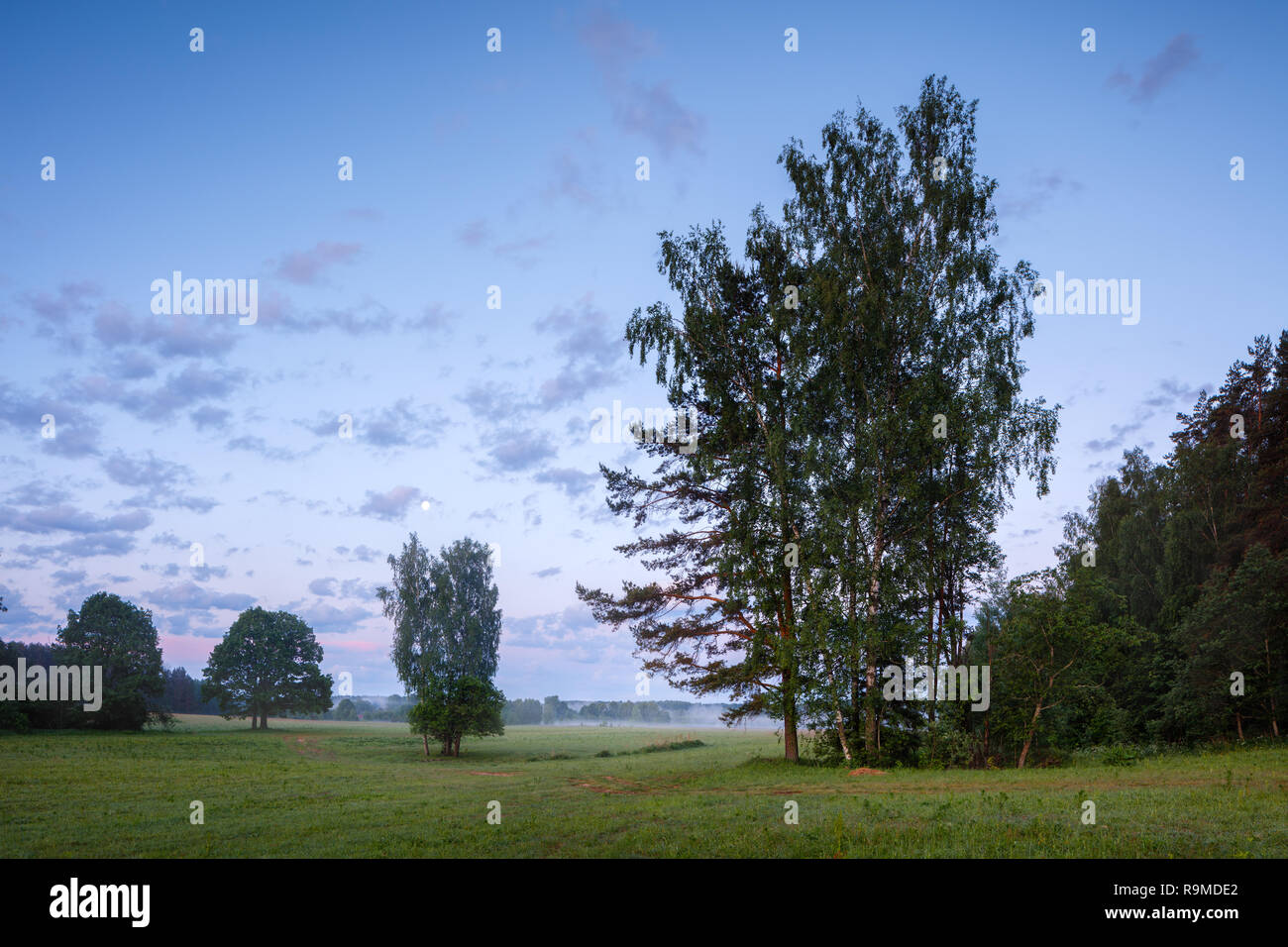 Clearing in the meadow in sunny summer morning, summer background Stock ...