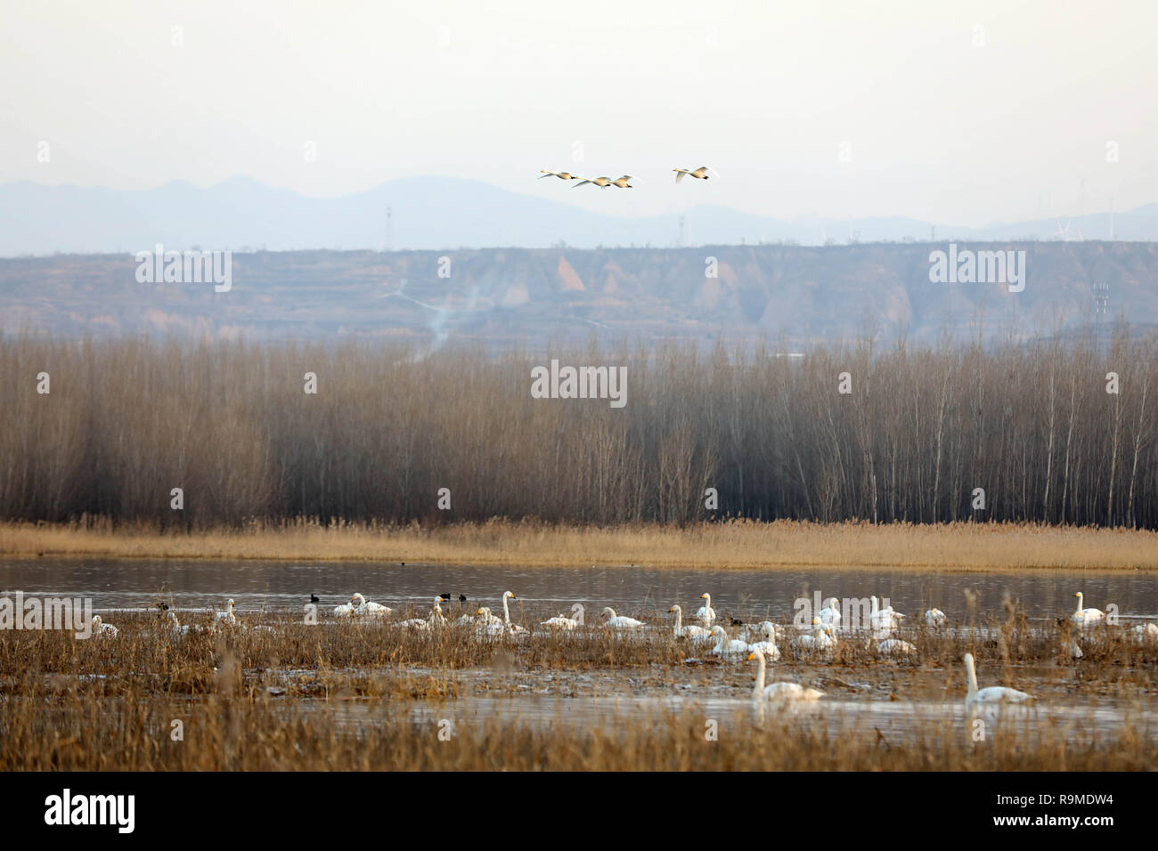 December 25, 2018 - Luoyan, Luoyan, China - Luoyang,CHINA-Swans fly to ...