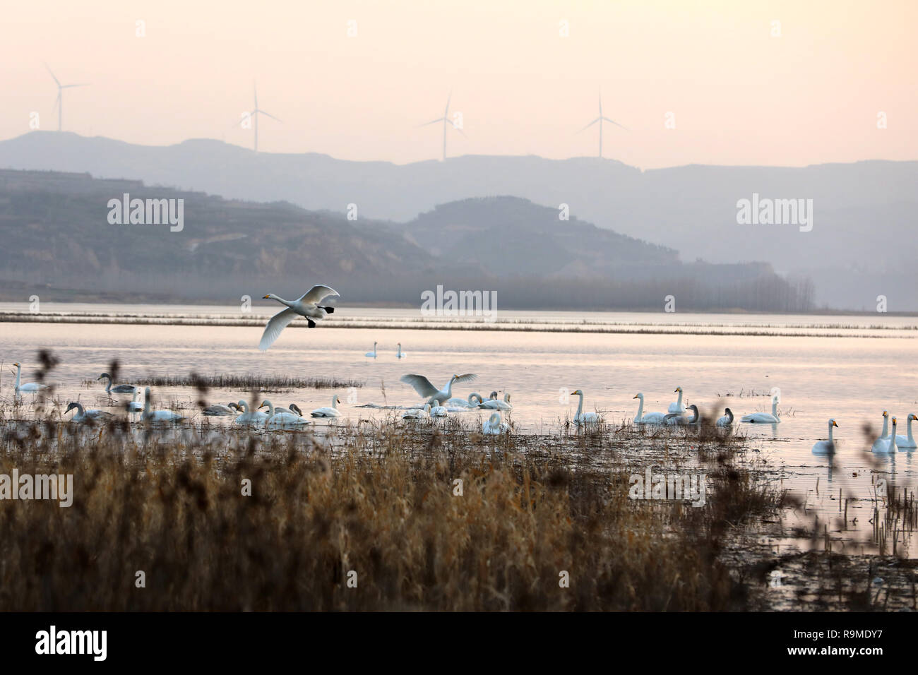 Luoyan, Luoyan, China. 25th Dec, 2018. Luoyang, CHINA-Swans fly to ...
