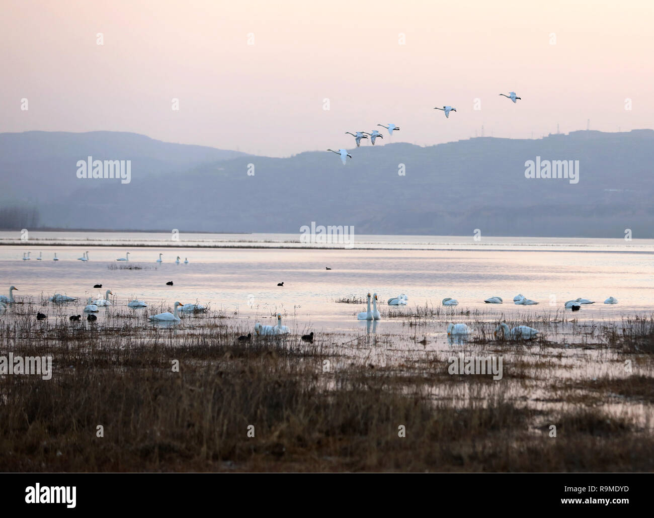 Luoyan, Luoyan, China. 25th Dec, 2018. Luoyang, CHINA-Swans fly to ...