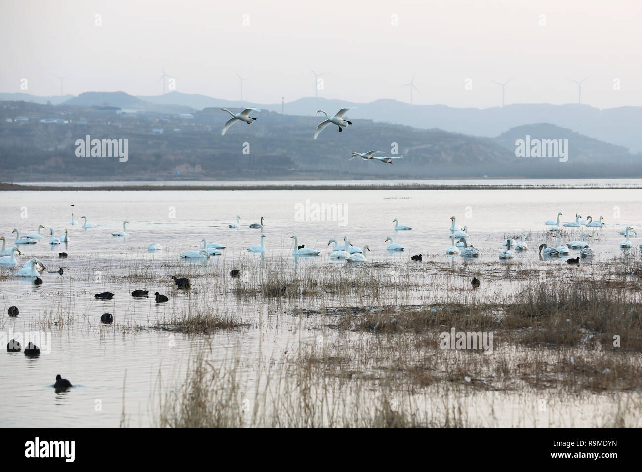 Luoyan, Luoyan, China. 25th Dec, 2018. Luoyang, CHINA-Swans fly to ...