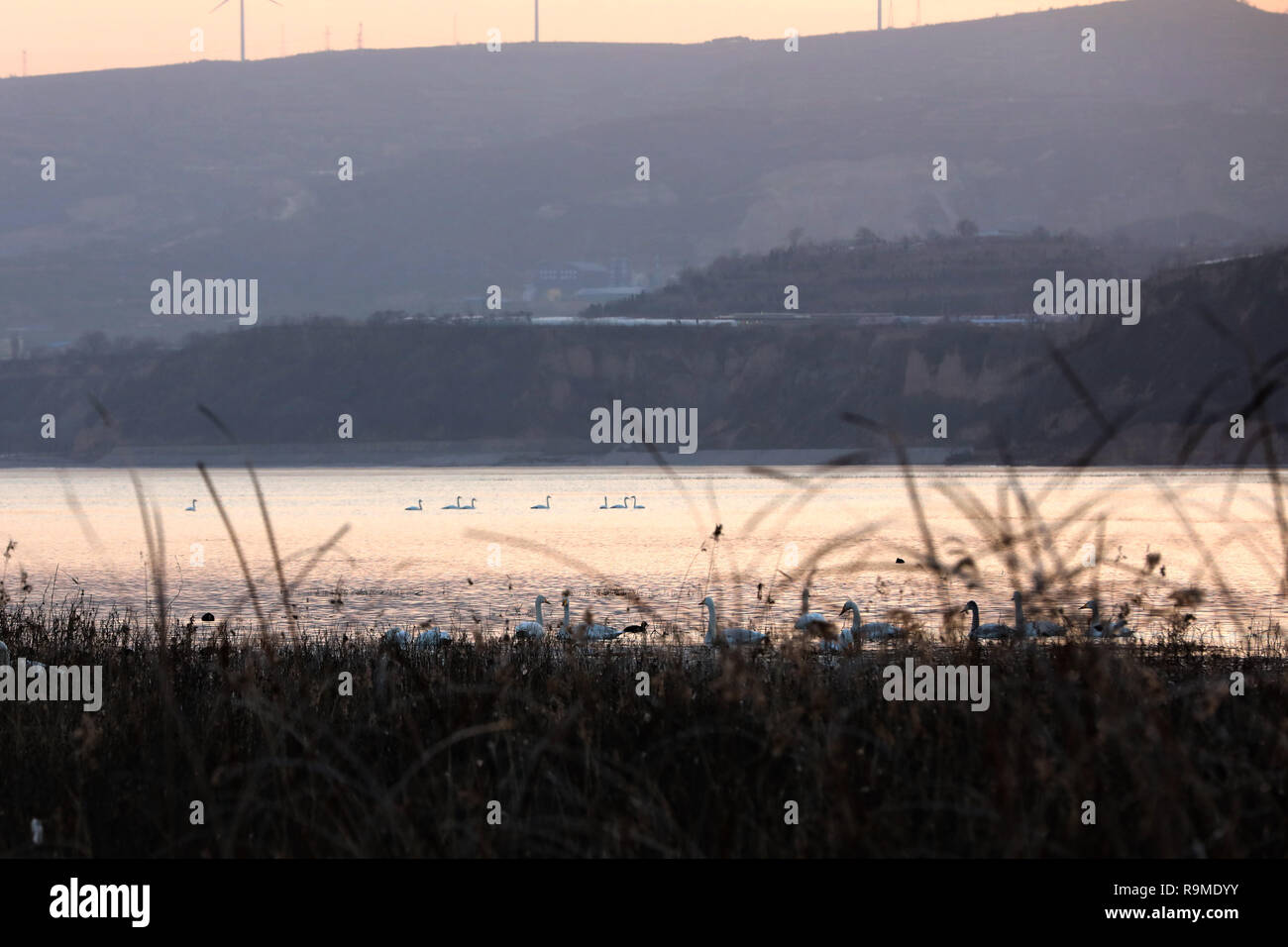 Luoyan, Luoyan, China. 25th Dec, 2018. Luoyang, CHINA-Swans fly to ...