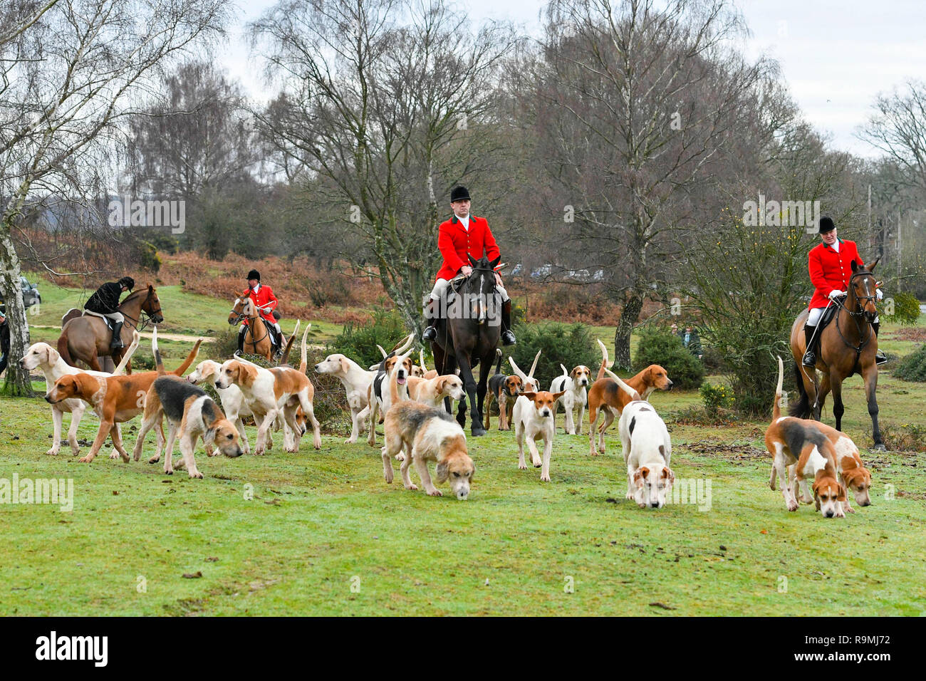 New forest hounds hi-res stock photography and images - Alamy
