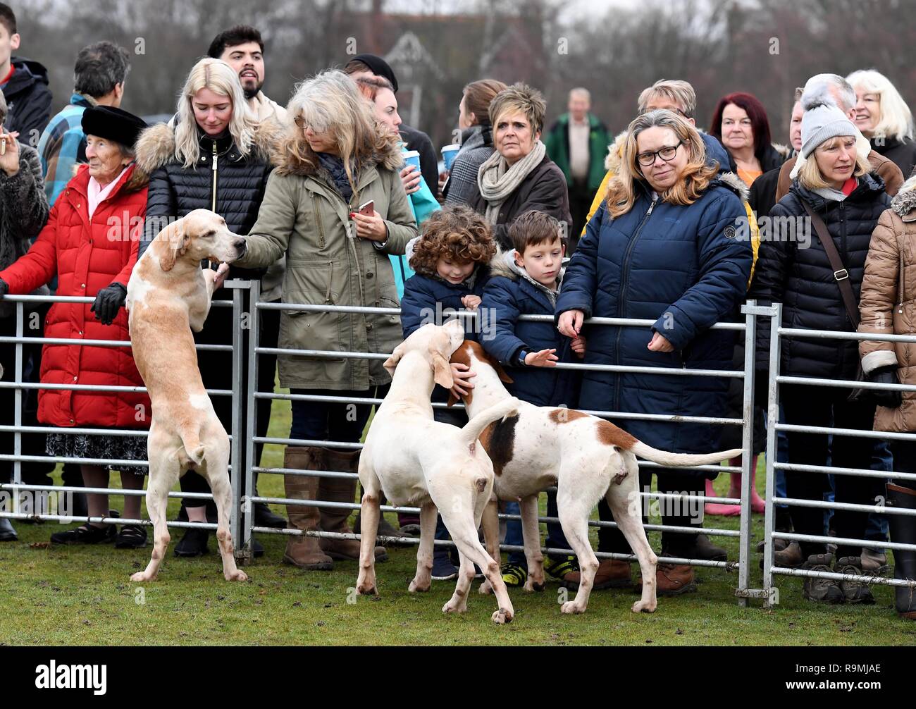New forest hounds hi-res stock photography and images - Alamy