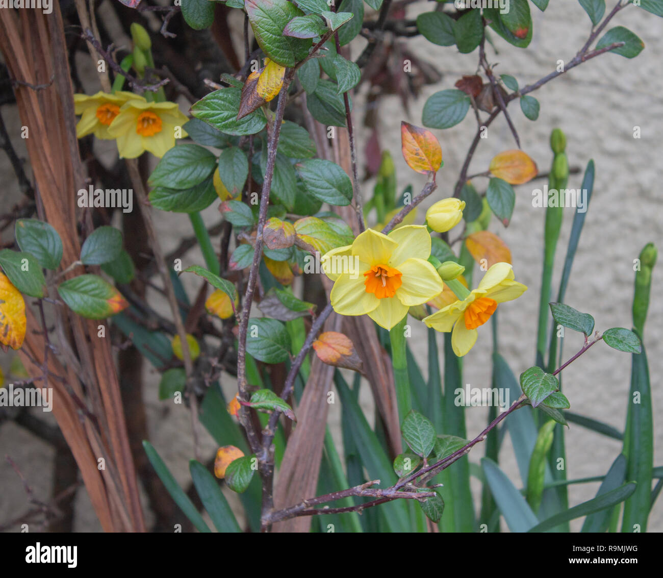 Alamy flower hi-res stock photography and images - Alamy