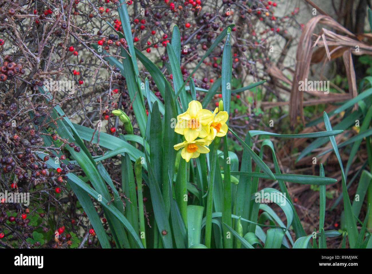 Castlehaven, West Cork, Ireland, December 26th 2018. The Daffodils are ...