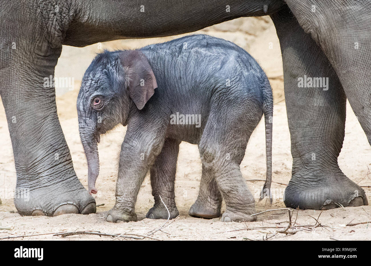 100 kilograms hi-res stock photography and images - Alamy