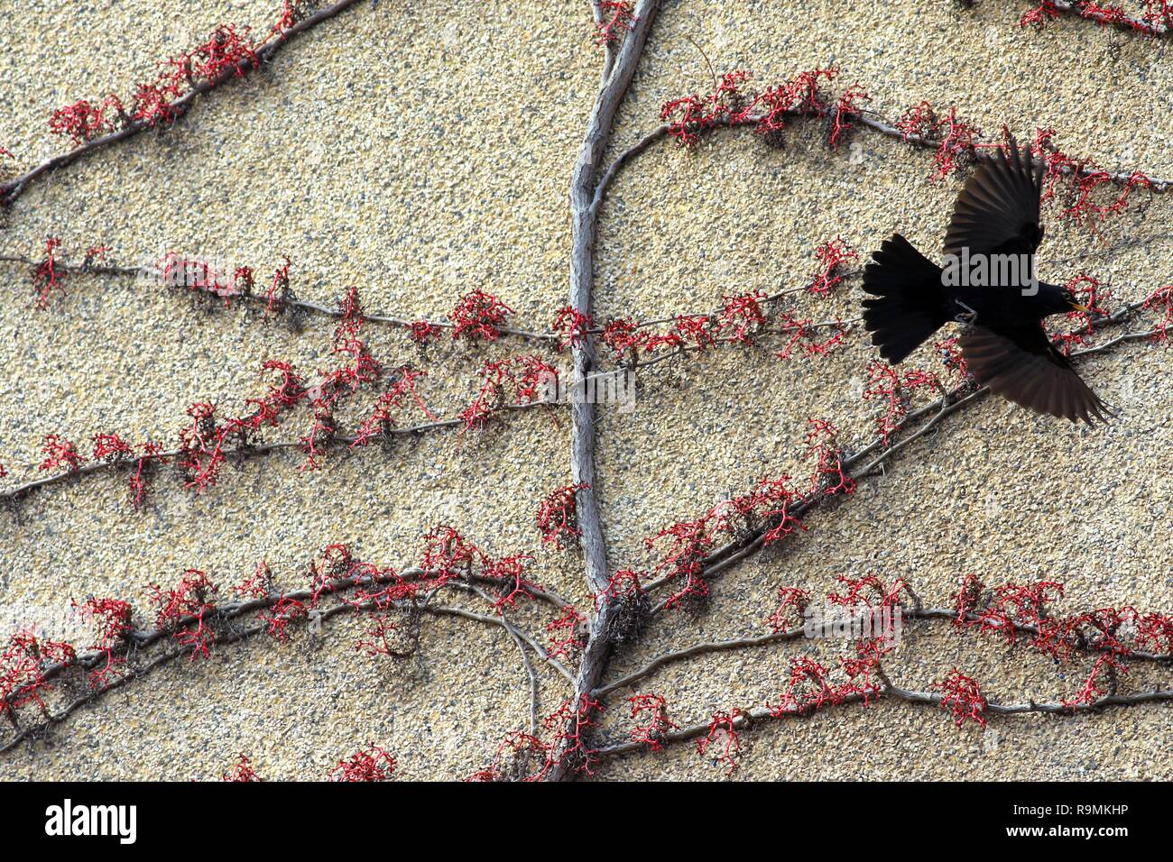 December 26, 2018 - Huai'An, Huai'an, China - HuaiÃ¢â‚¬â„¢an, CHINA-A ...