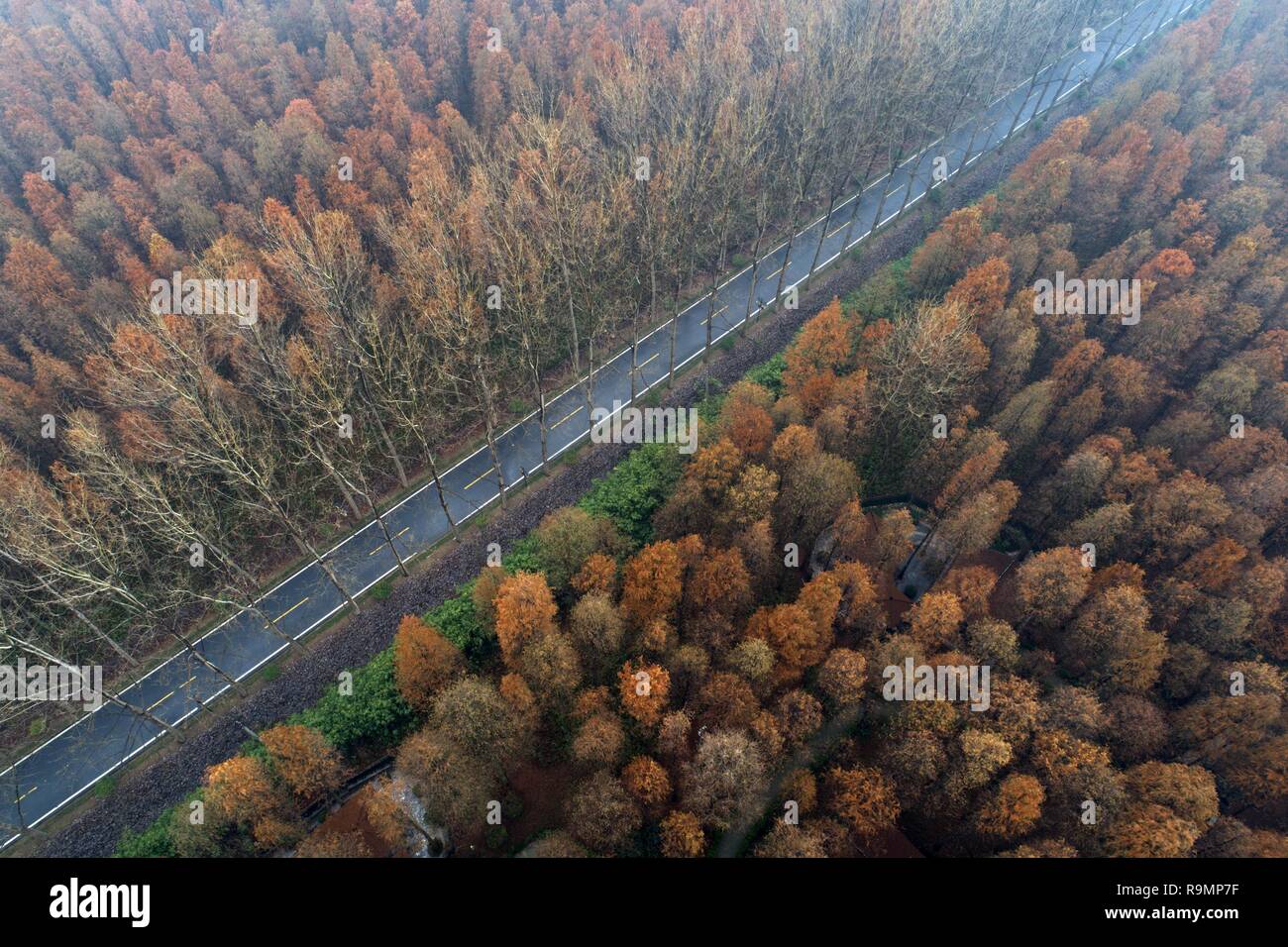 Dawn redwood china hi-res stock photography and images - Alamy