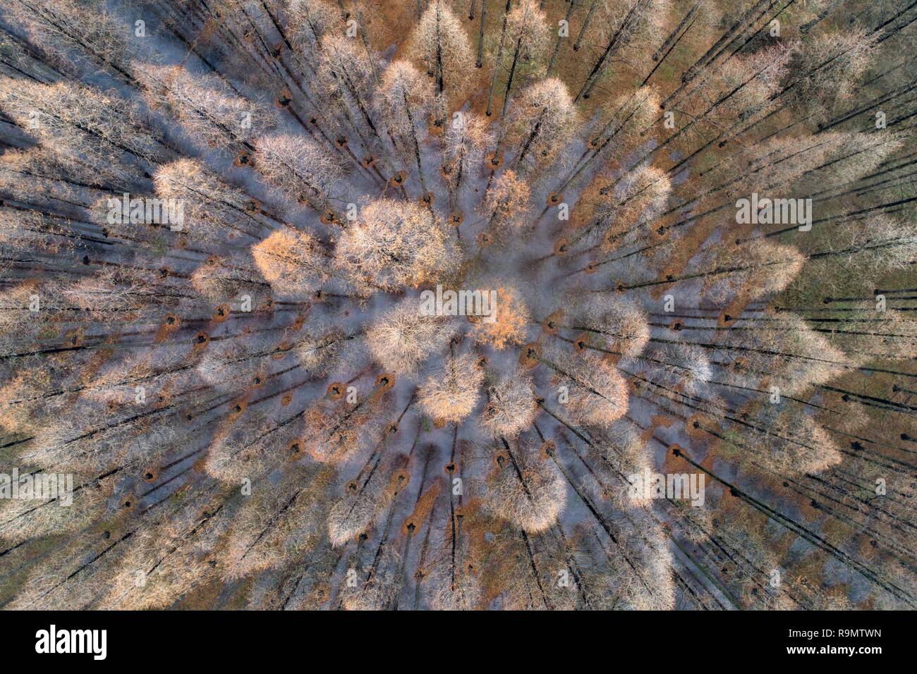Dawn redwood china hi-res stock photography and images - Alamy