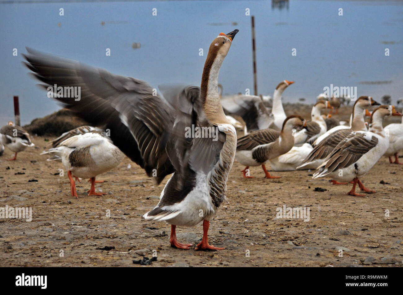 Live geese hi-res stock photography and images - Alamy