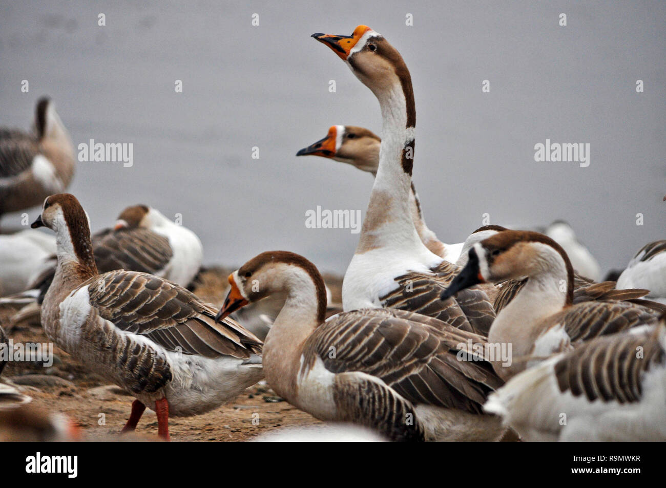 Live geese hi-res stock photography and images - Alamy