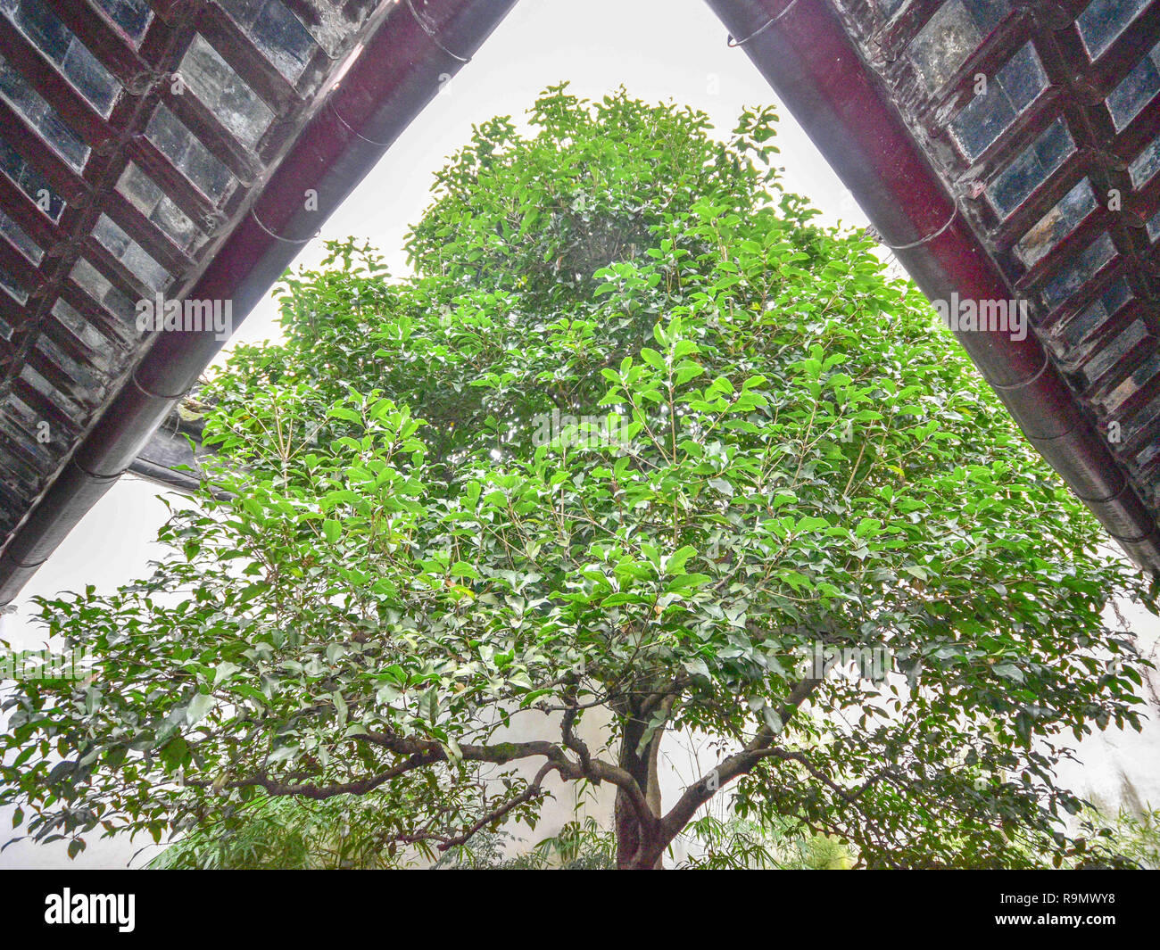 Liuyuan garden hi-res stock photography and images - Alamy