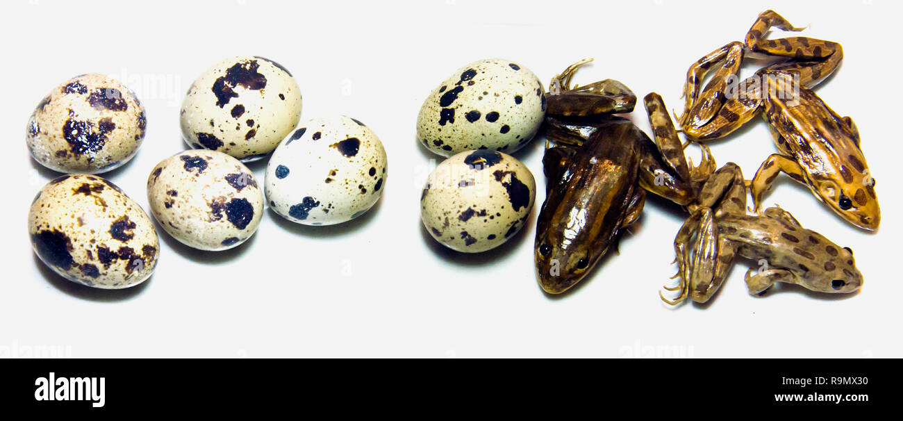 Los Angeles, California, USA. 26th Dec, 2018. The ingredients for jugo ...