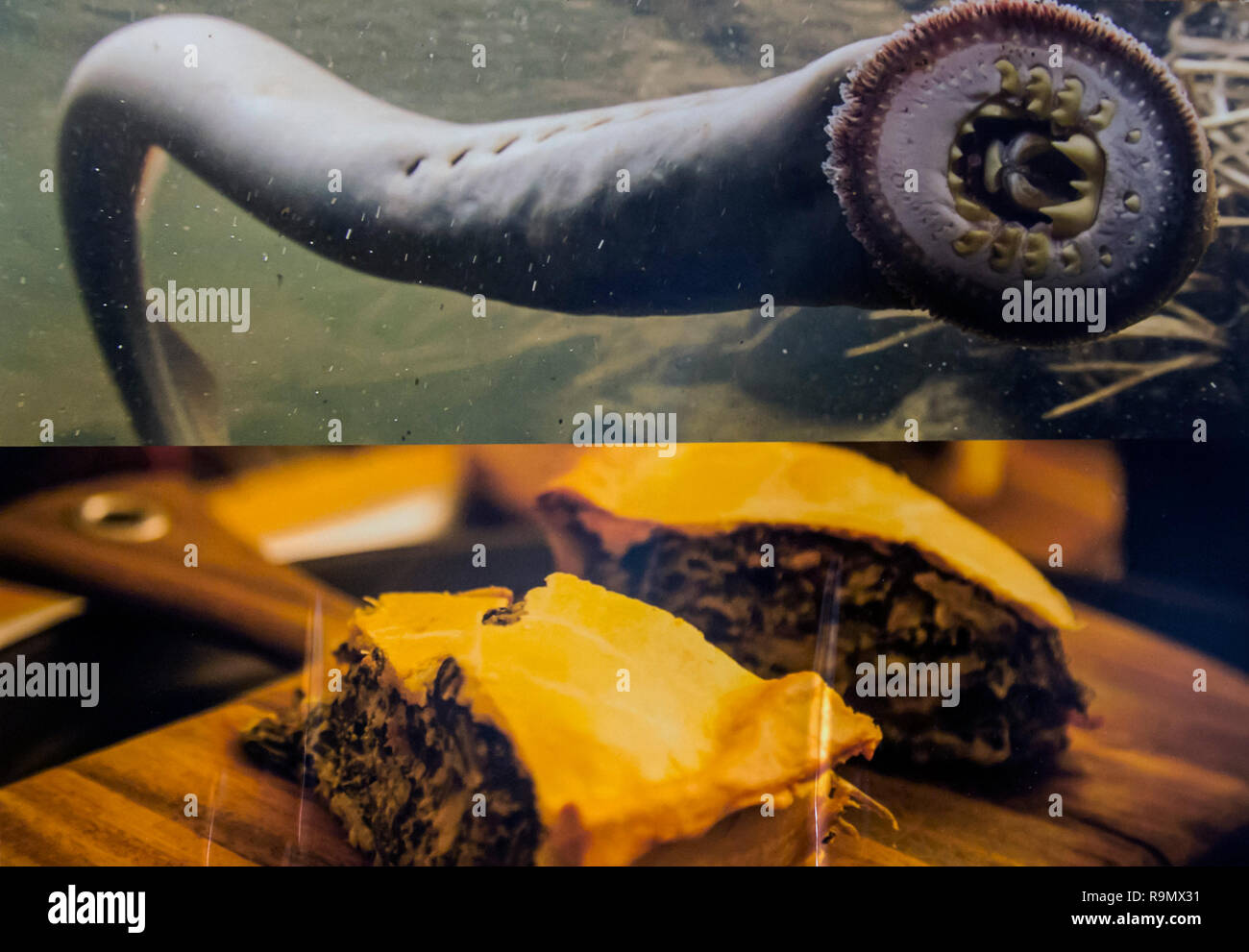 Los Angeles, California, USA. 26th Dec, 2018. Photos of a lamprey and ...