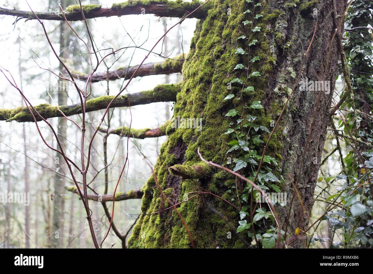 Ivy growing up a mossy tree trunk in Eugene, Oregon, USA Stock Photo ...