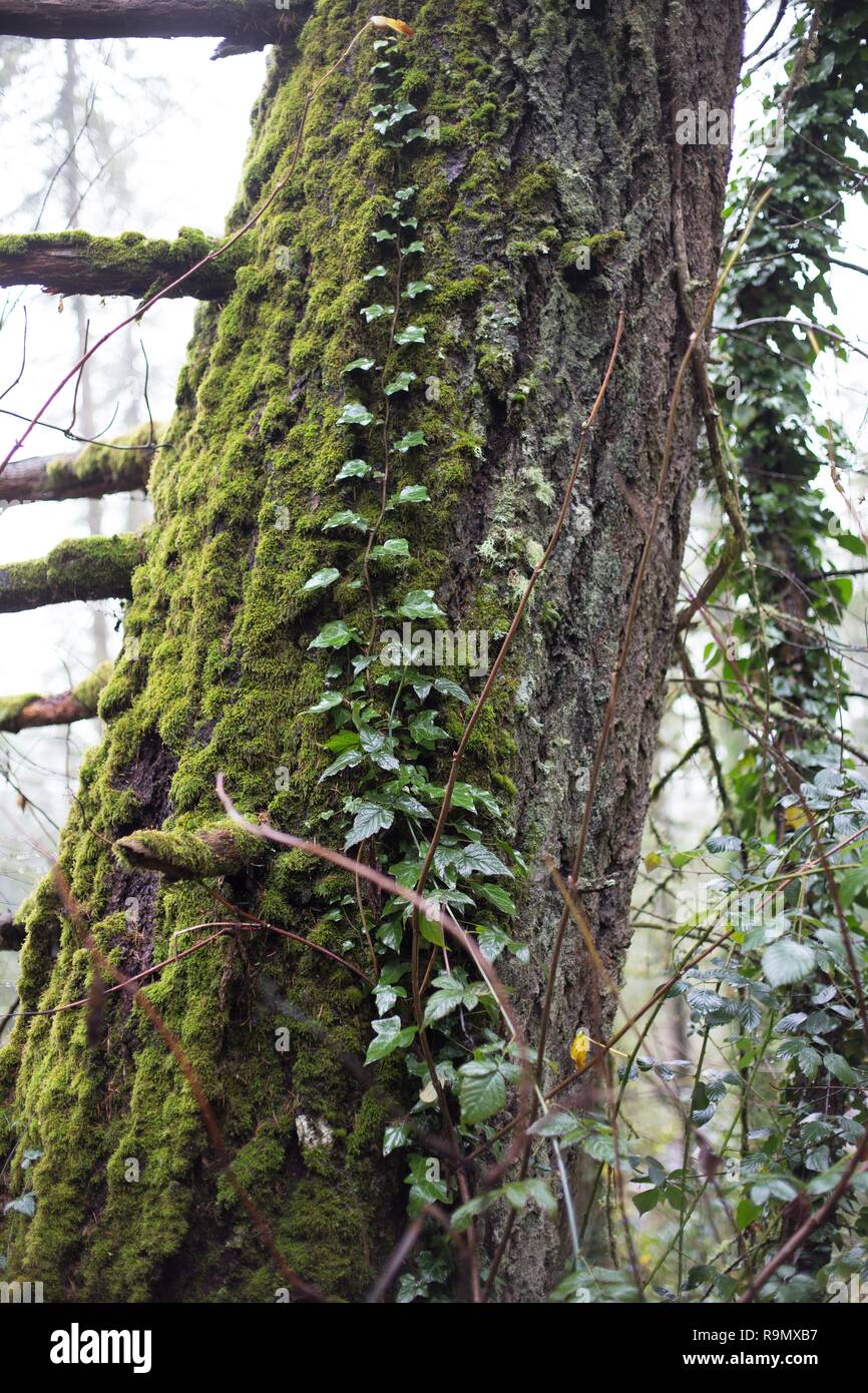 Here growing up an ivy tree hi-res stock photography and images - Alamy