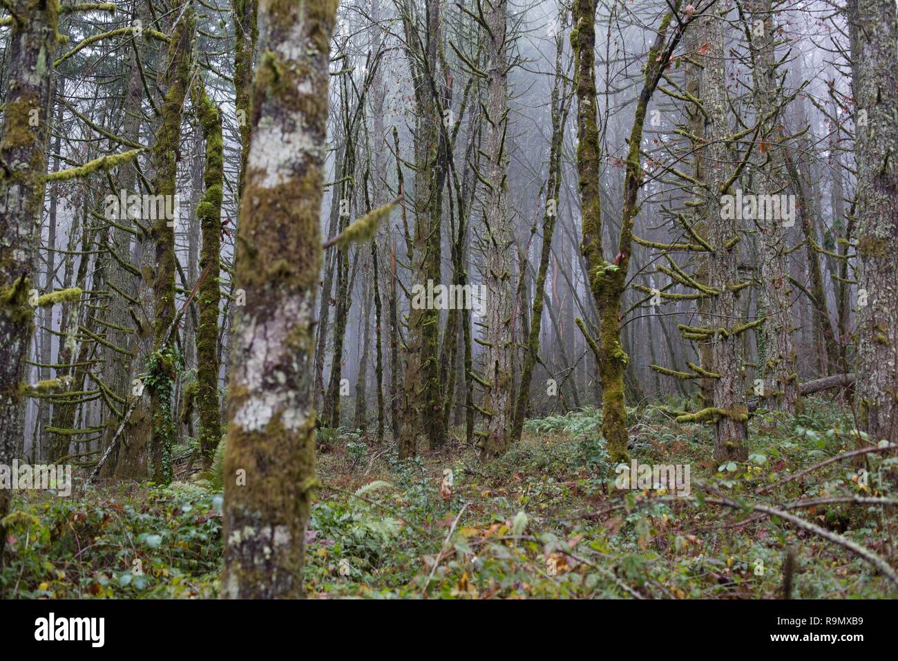 Moss covered trees in a forest in Eugene, Oregon, USA Stock Photo - Alamy