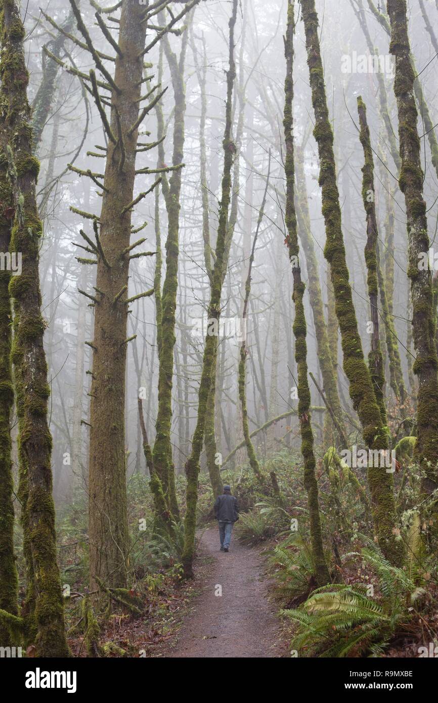 A man hiking in a foggy forest in a part of the ridgeline trail system ...