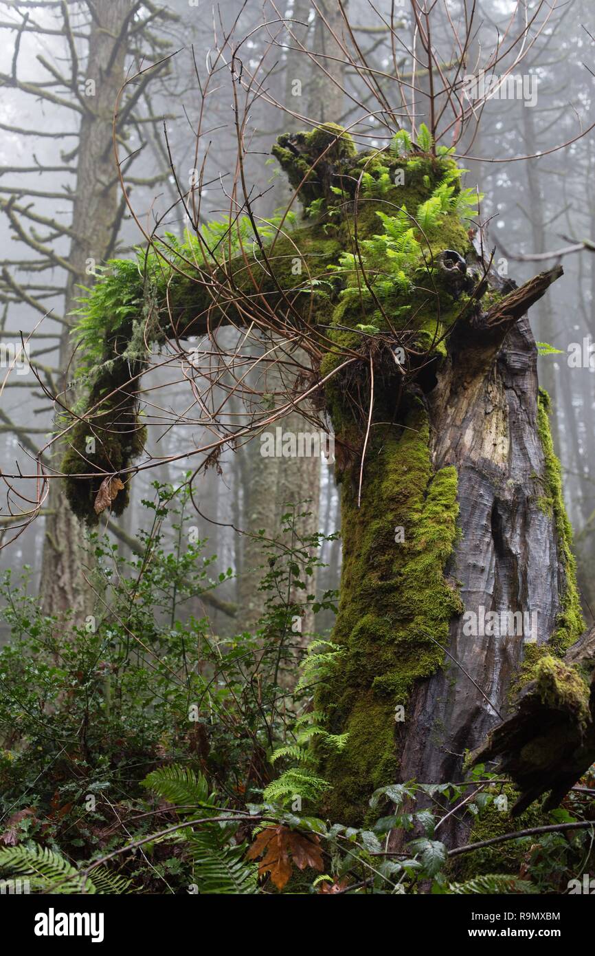 A tree shaped like a person, in Eugene, Oregon, USA Stock Photo - Alamy