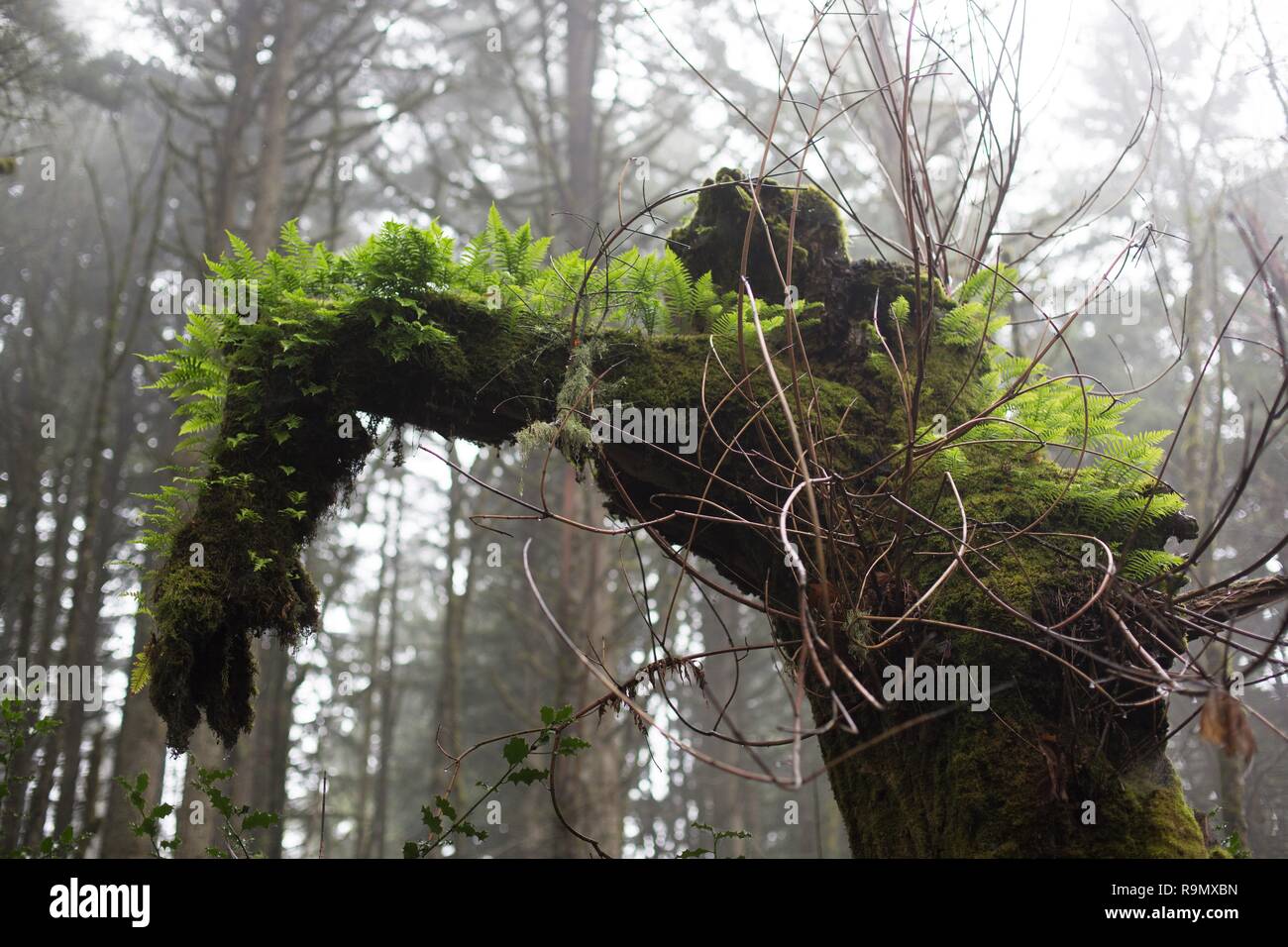 Human like tree hi-res stock photography and images - Alamy