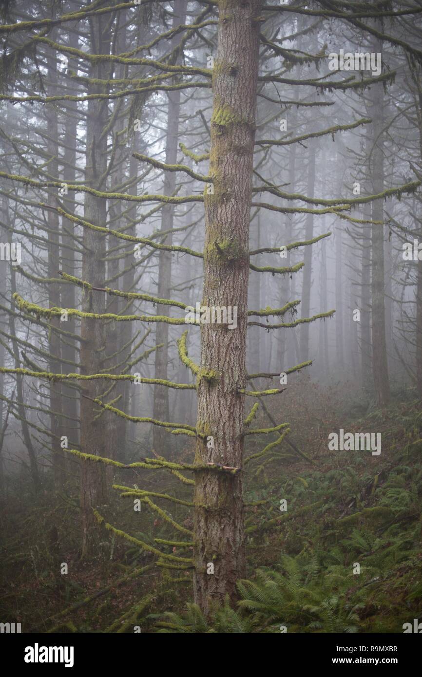 Moss covered woodland path in hi-res stock photography and images - Alamy