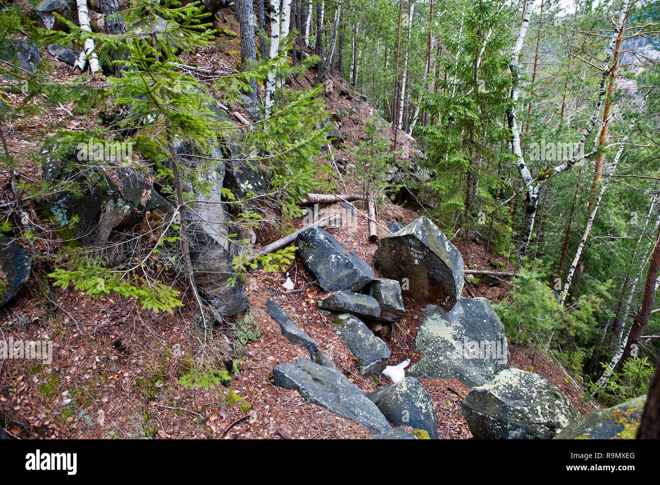 Wet meadow large tree hi-res stock photography and images - Alamy