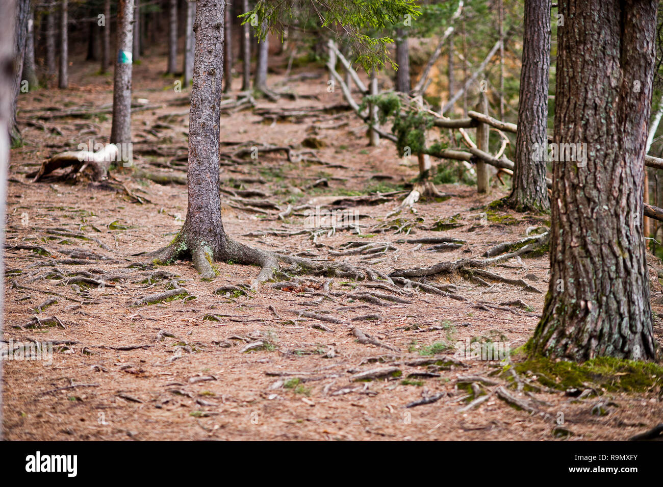 Green forest with roots of trees in Carpathians mountains Stock Photo ...