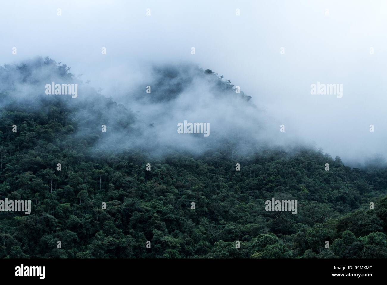 View on cloud rain forest in Peru, jungle in tropical region, travel ...