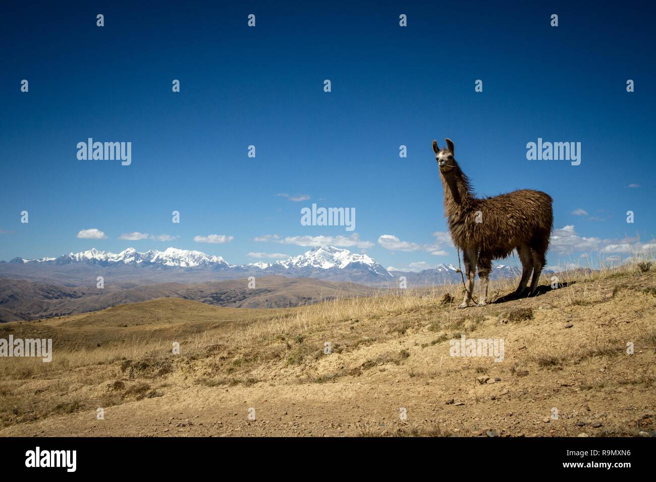 Llamas (Alpaca) in Andes Mountains, Amazing view in spectacular ...