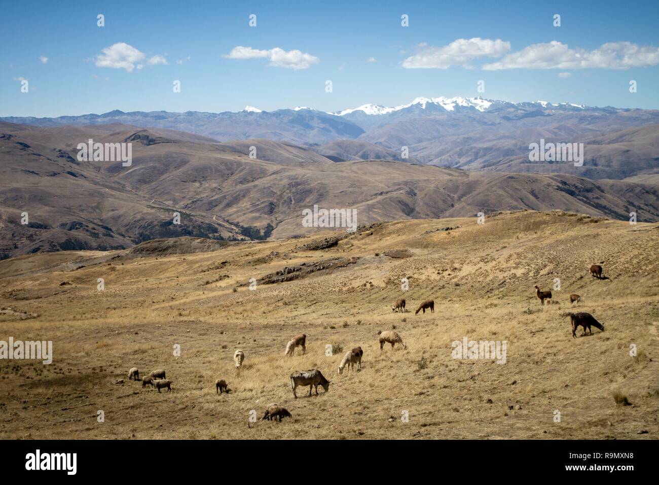 Cows in Andes Mountains, Amazing view in spectacular mountains ...