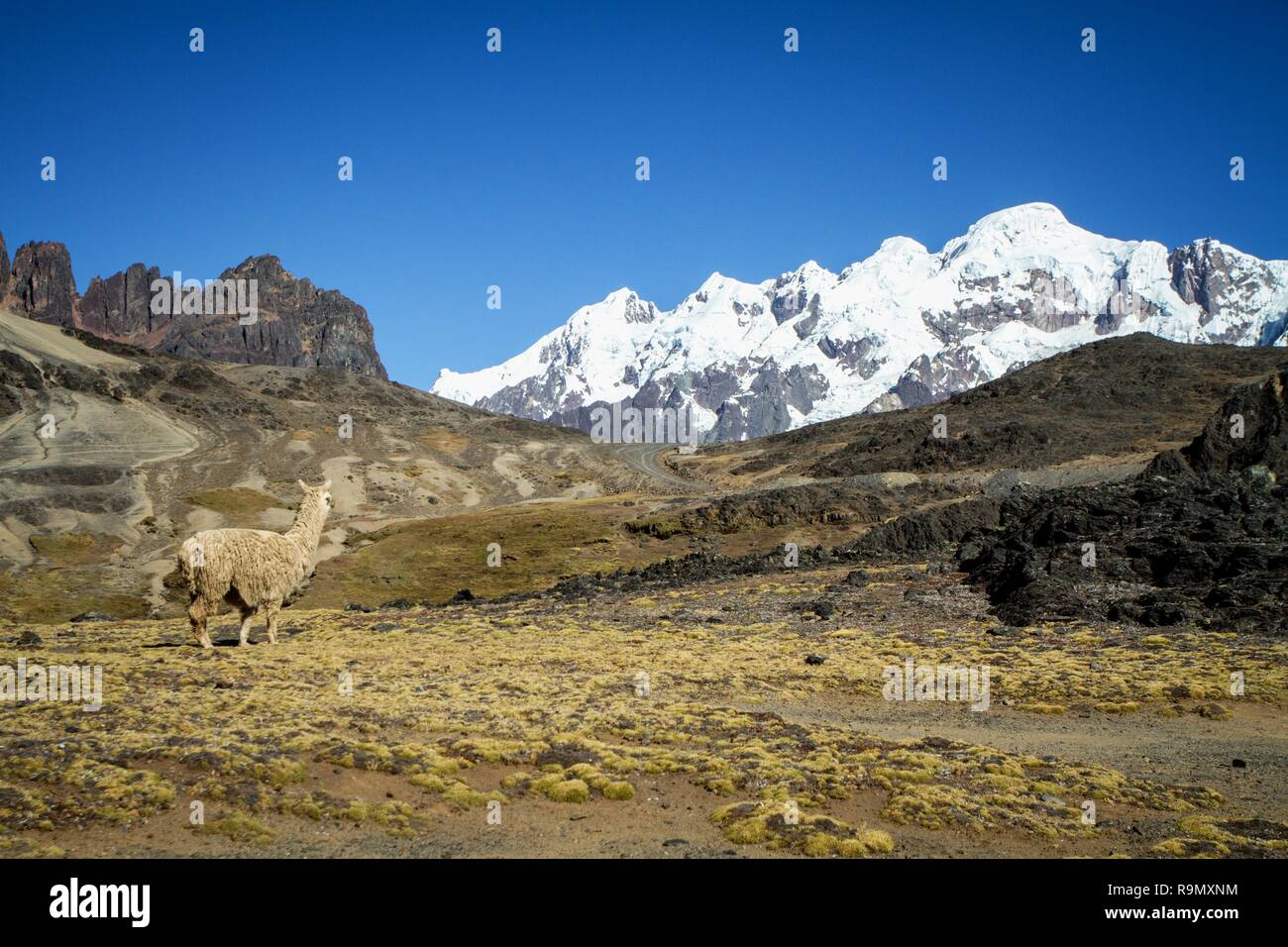 Llamas (Alpaca) in Andes Mountains, Amazing view in spectacular ...