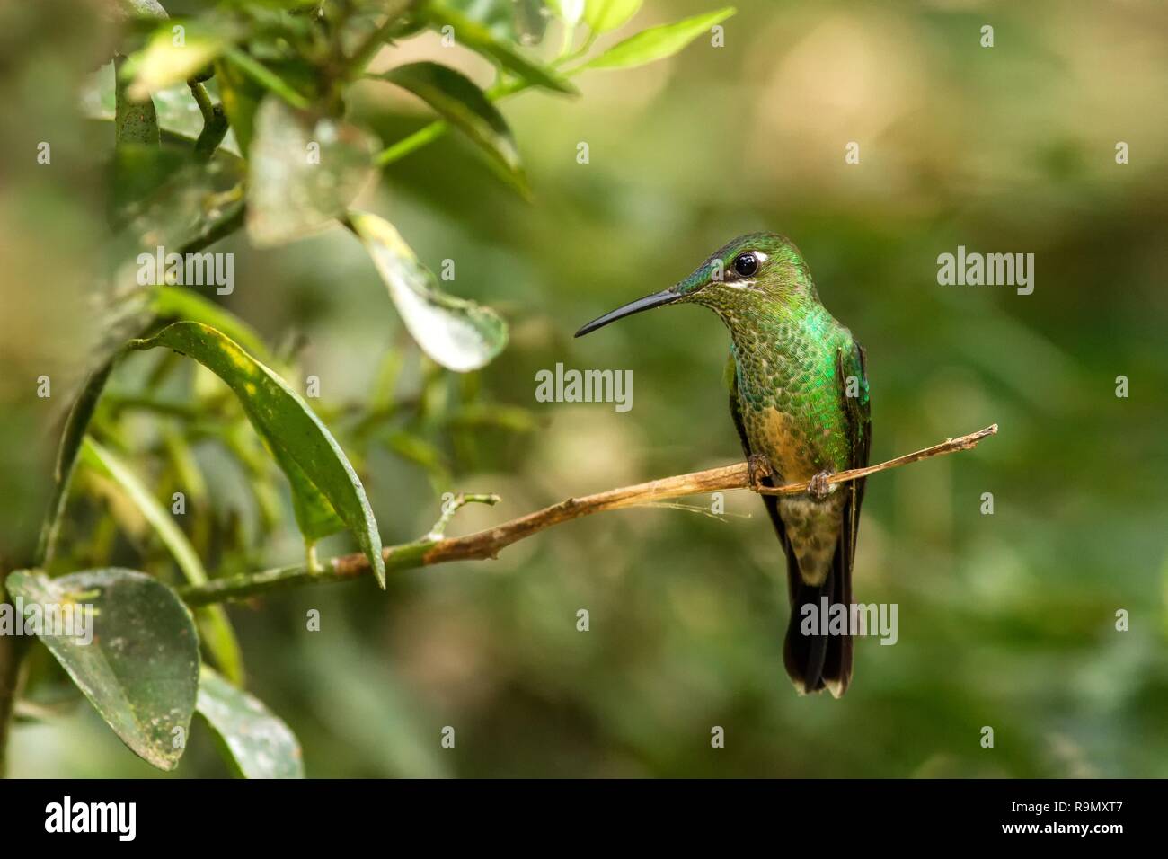 Booted Racket-tail, Ocreatus underwoodi sitting on branch, bird from ...