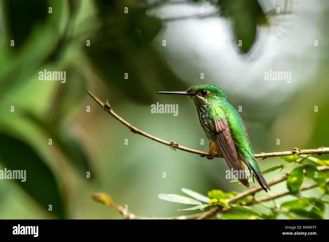 Booted Racket-tail, Ocreatus underwoodi sitting on branch, bird from ...
