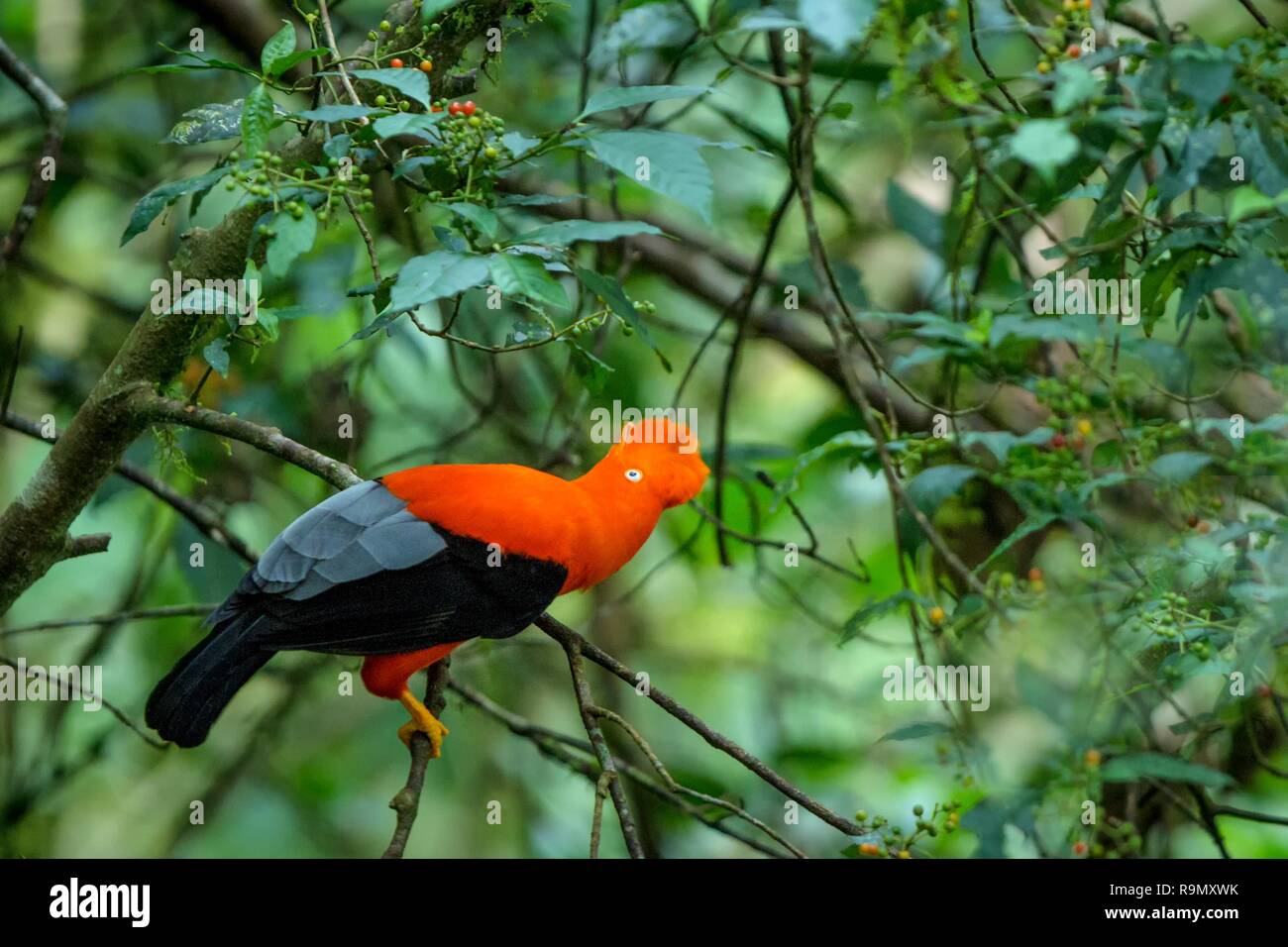 Male of Andean Cock-of-the-rock (Rupicola peruvianus) lekking and ...