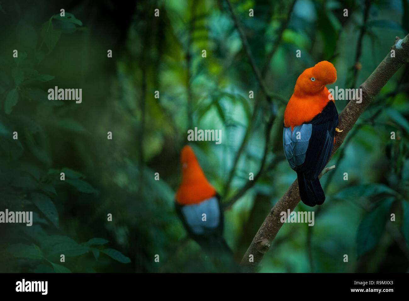 Two males of Andean Cock-of-the-rock (Rupicola peruvianus) lekking and ...