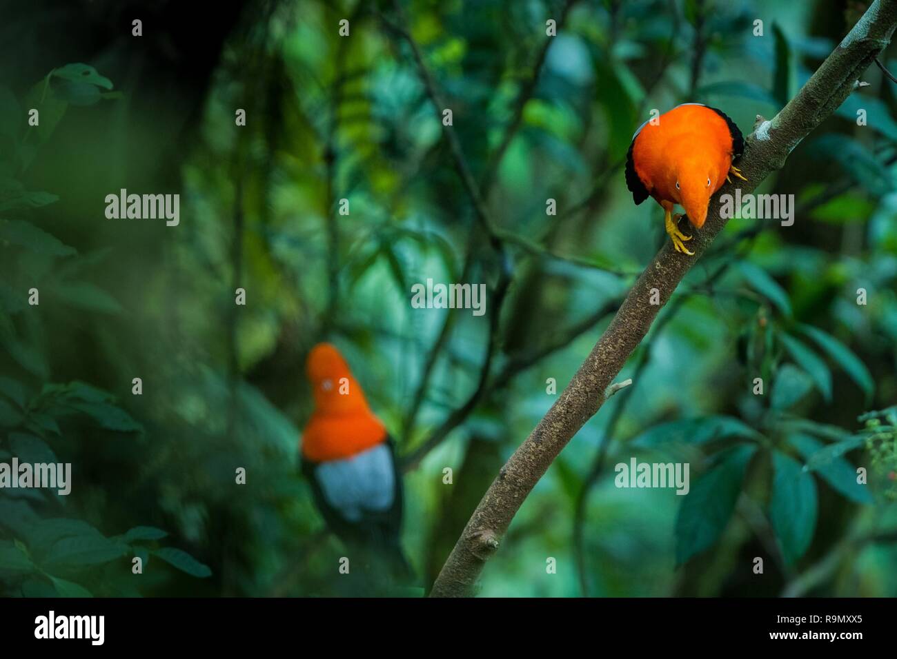 Two males of Andean Cock-of-the-rock (Rupicola peruvianus) lekking and ...